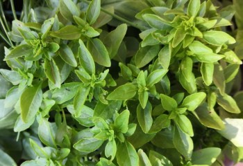 Salade de tomate prune, Burrata, oeufs brouillés et Basilic nain ...